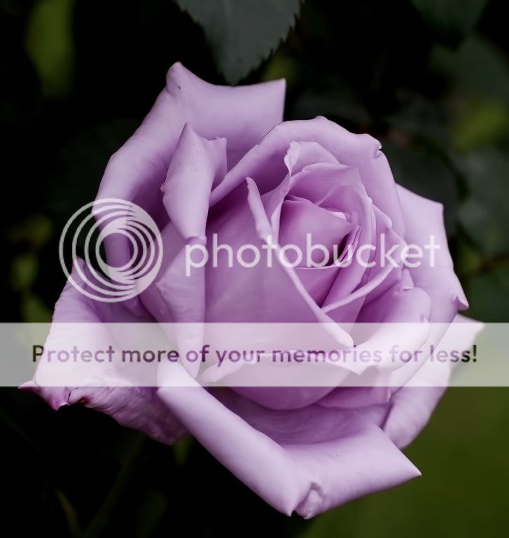 A little touch - PentaxForums.com